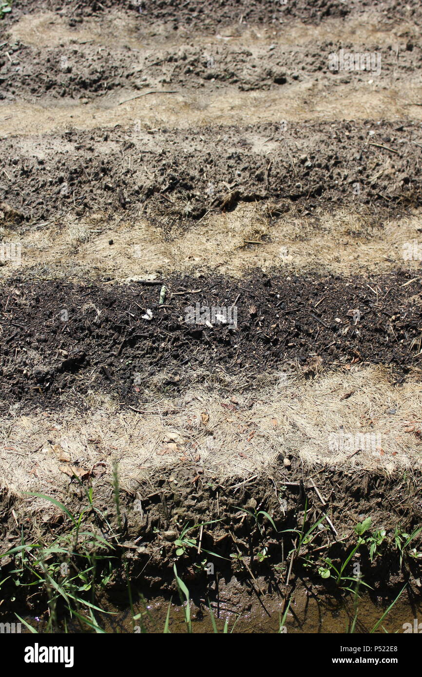 Community garden gardening rows of planted seeds Stock Photo - Alamy