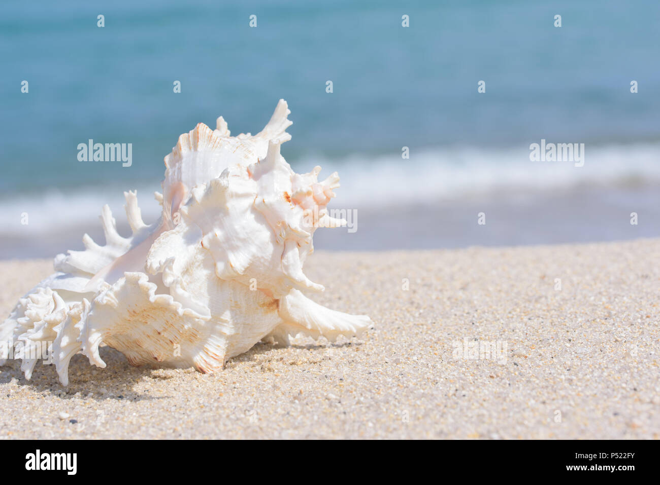 Shell. Sea mollusk. Seashell on sandy beach Stock Photo - Alamy