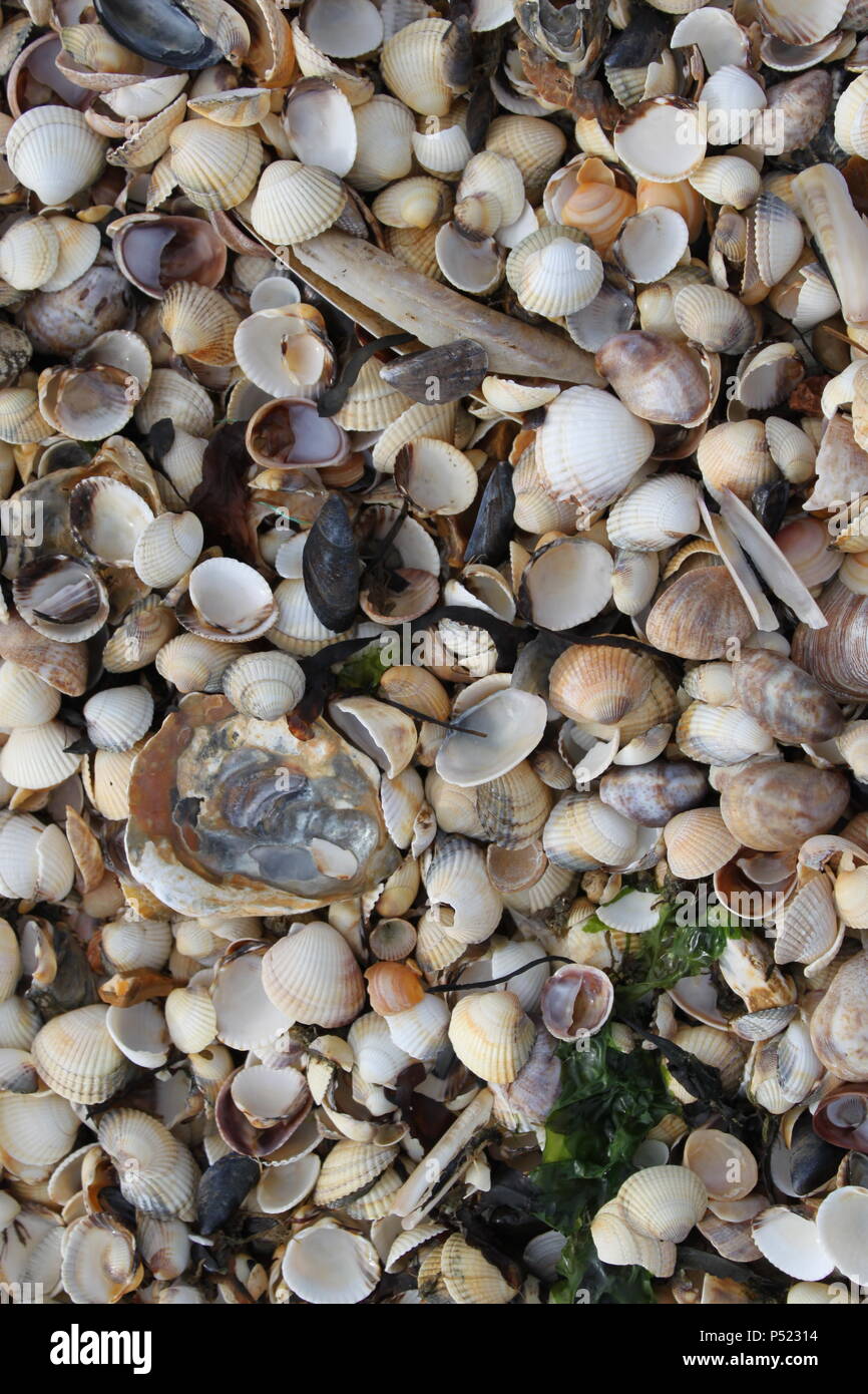 Shellness beach is made almost entirely of shells and little else on ...