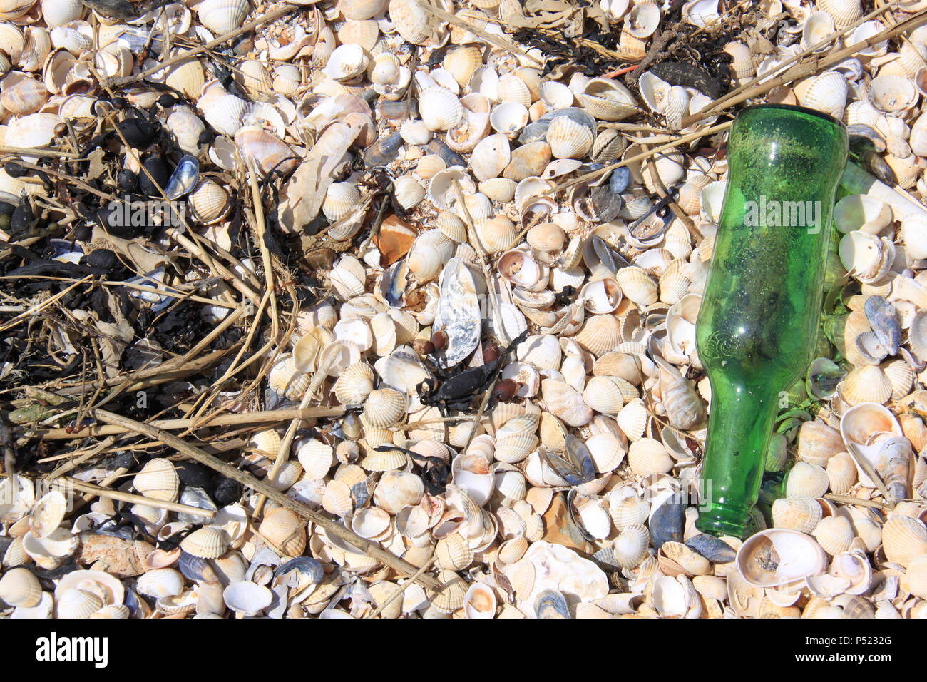 Shellness beach is made almost entirely of shells and little else on ...