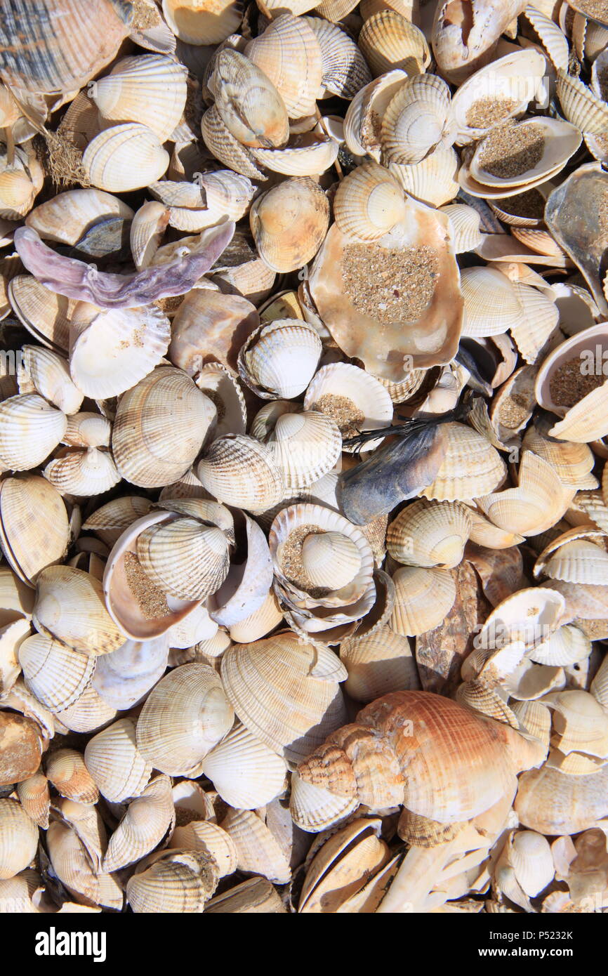 Shellness private hi-res stock photography and images - Alamy