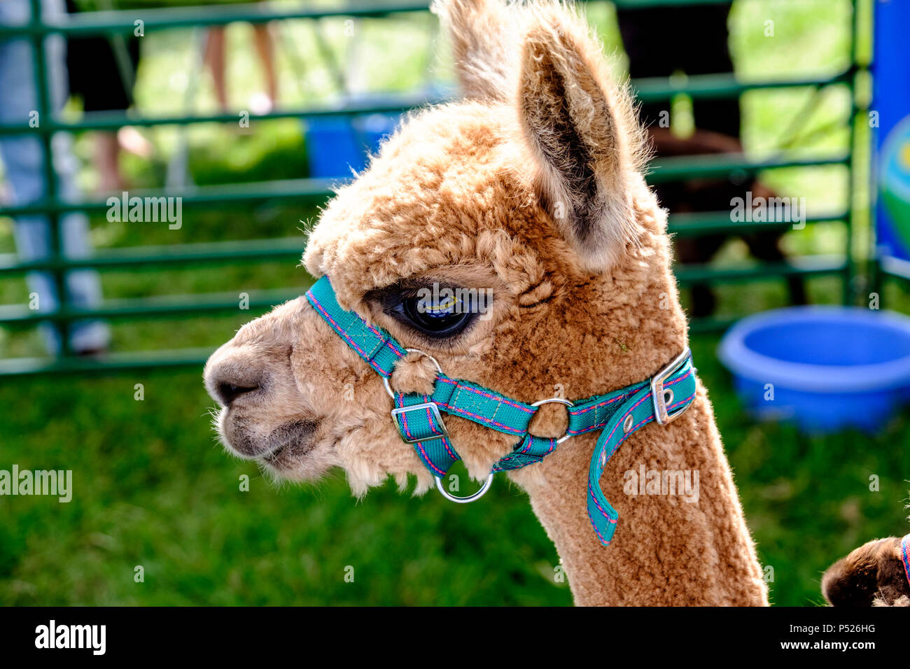 Lee castle hi-res stock photography and images - Alamy