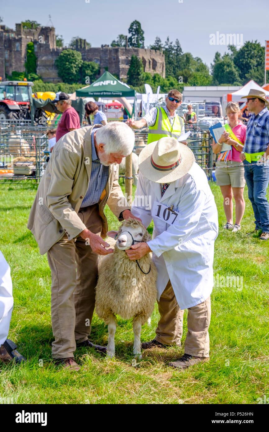Gloucestershire, UK. 24th June 2018. The annual Berkeley show is held ...