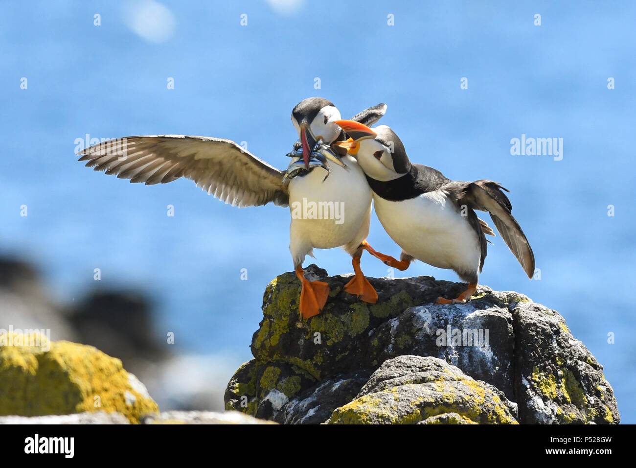 Two puffins at burrows hi-res stock photography and images - Alamy