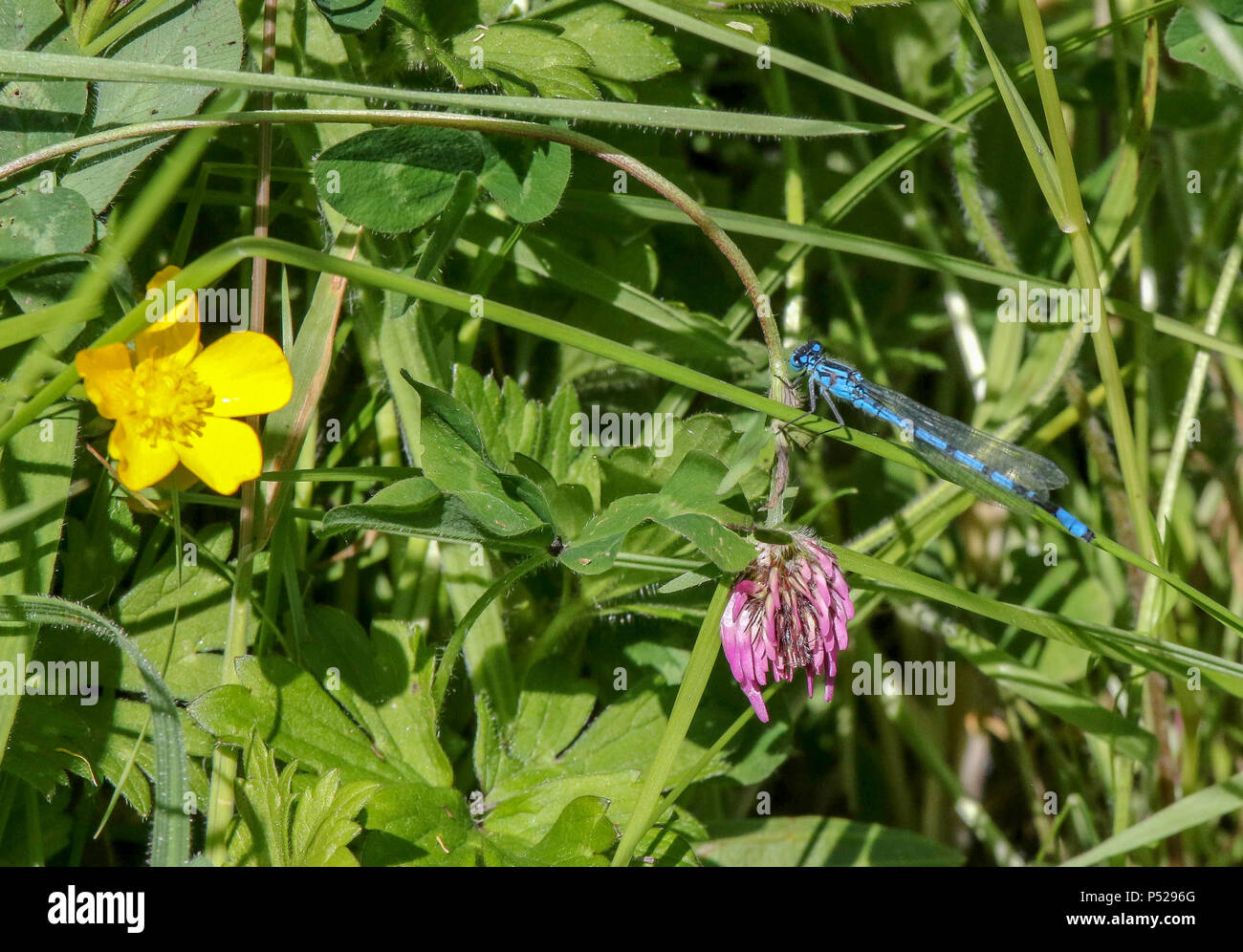 Insect irish damsel fly coenagrion lunulatum hi-res stock photography ...