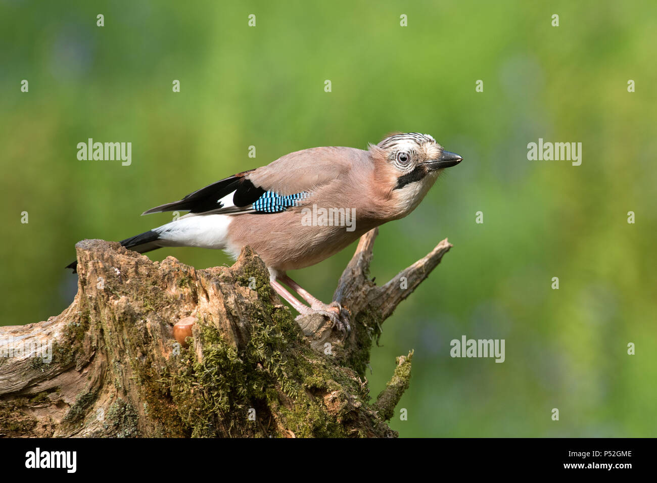 Jay galloway hi-res stock photography and images - Alamy