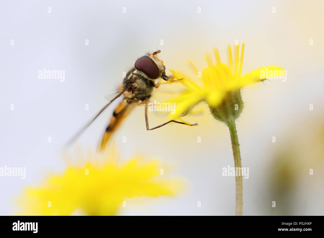 Portrait of a hoverfly Stock Photo - Alamy