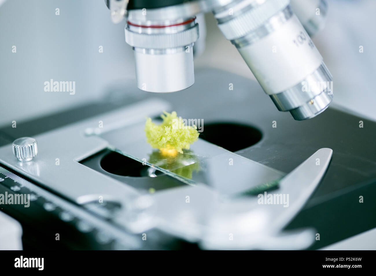 Green vegetable sample under microscope Stock Photo - Alamy