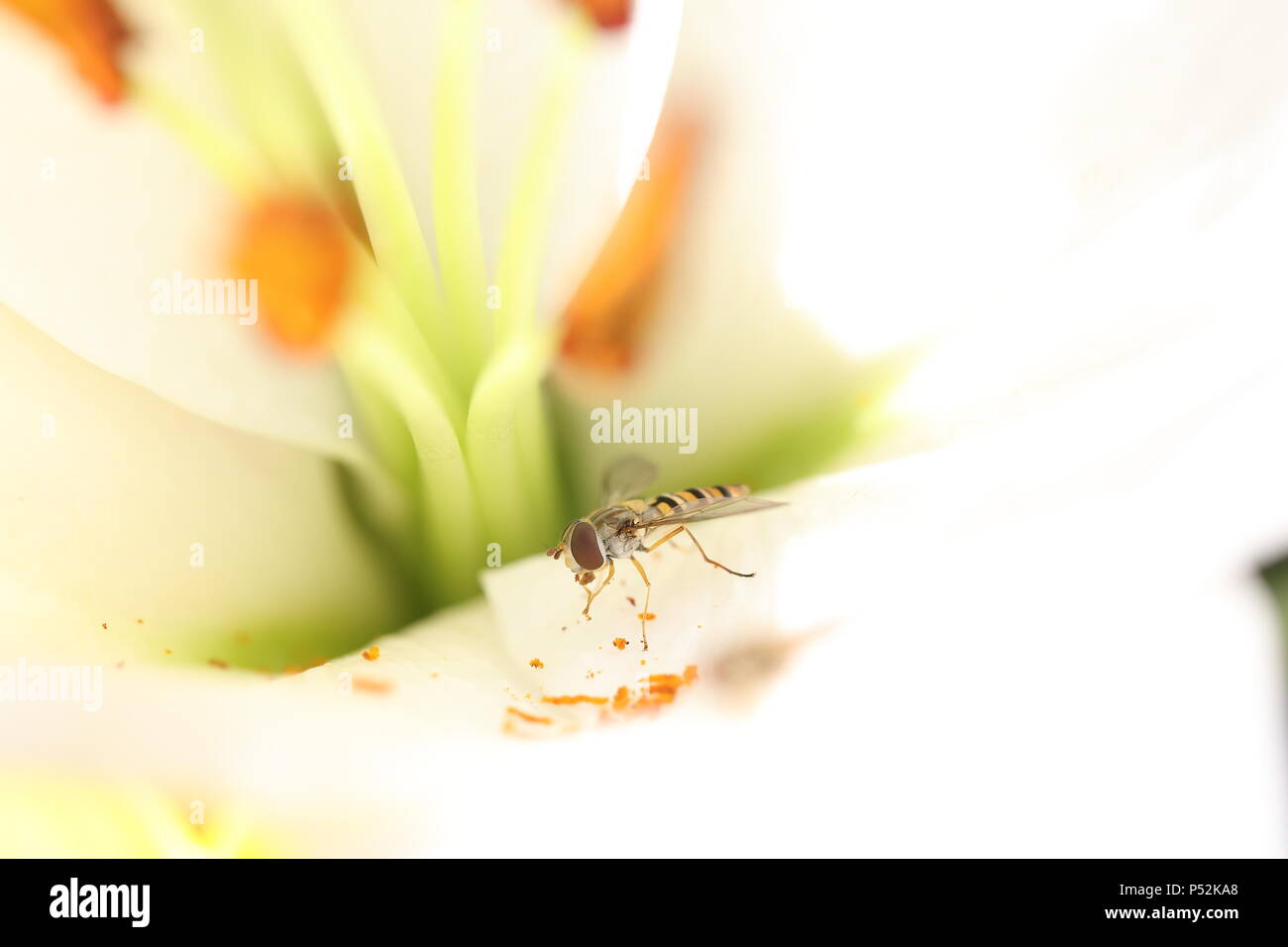 Portrait of a hoverfly Stock Photo - Alamy