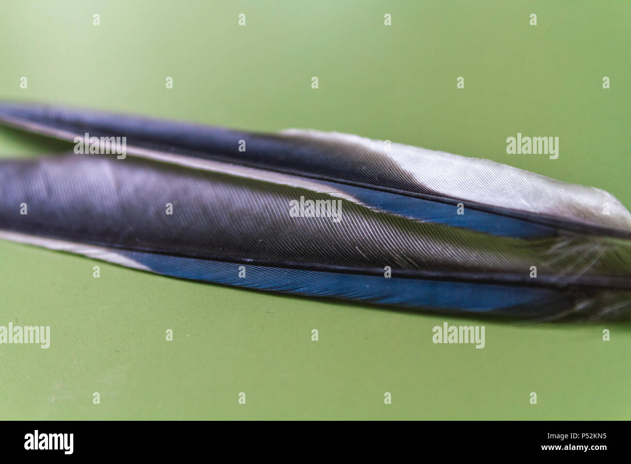 Azure winged Magpie feathers Stock Photo - Alamy