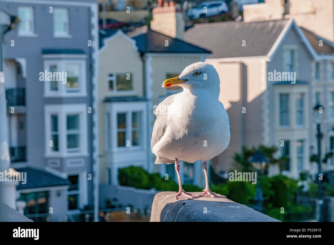 Seagull Llandudno North Wales Stock Photo - Alamy