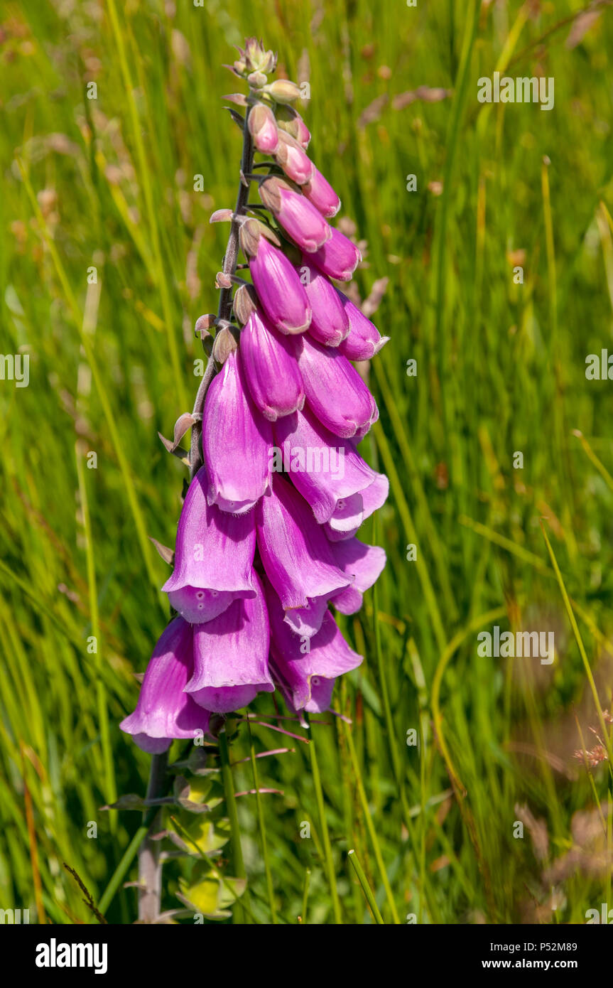 Foxglove flowers. Plant Stock Photo - Alamy