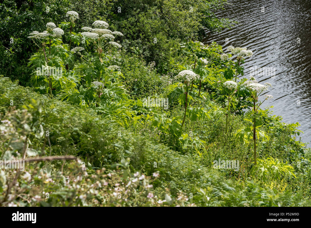 Giant Hogweed. Plant Stock Photo - Alamy