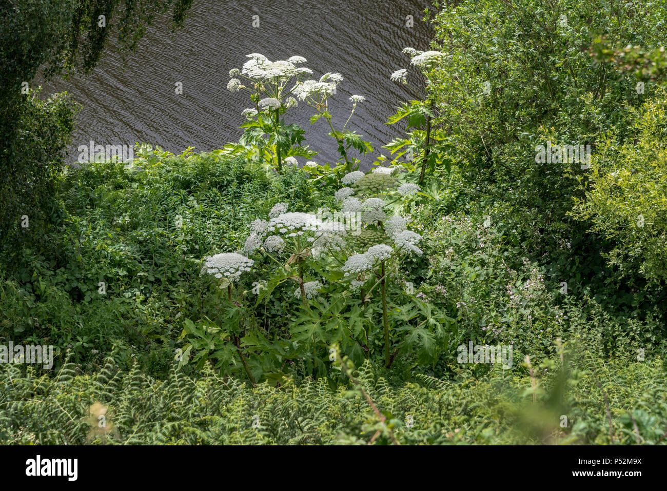 Giant Hogweed. Plant Stock Photo - Alamy