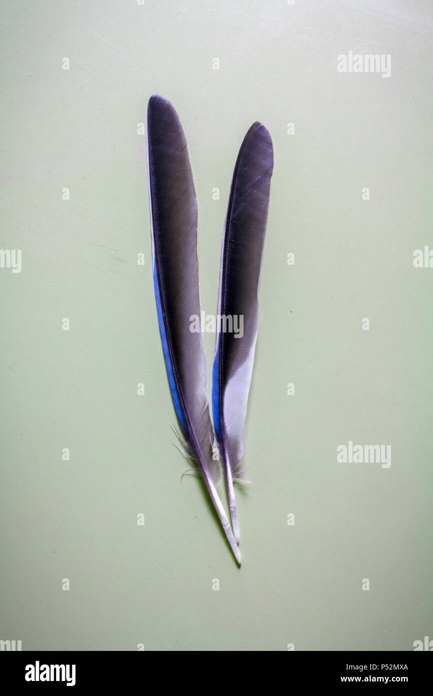 Magpie feather hi-res stock photography and images - Alamy