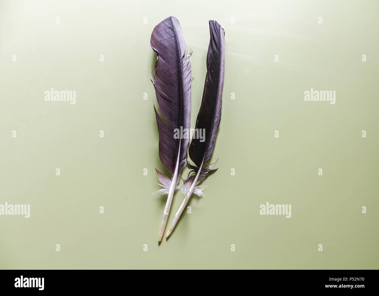 White Stork Feathers Stock Photo - Alamy