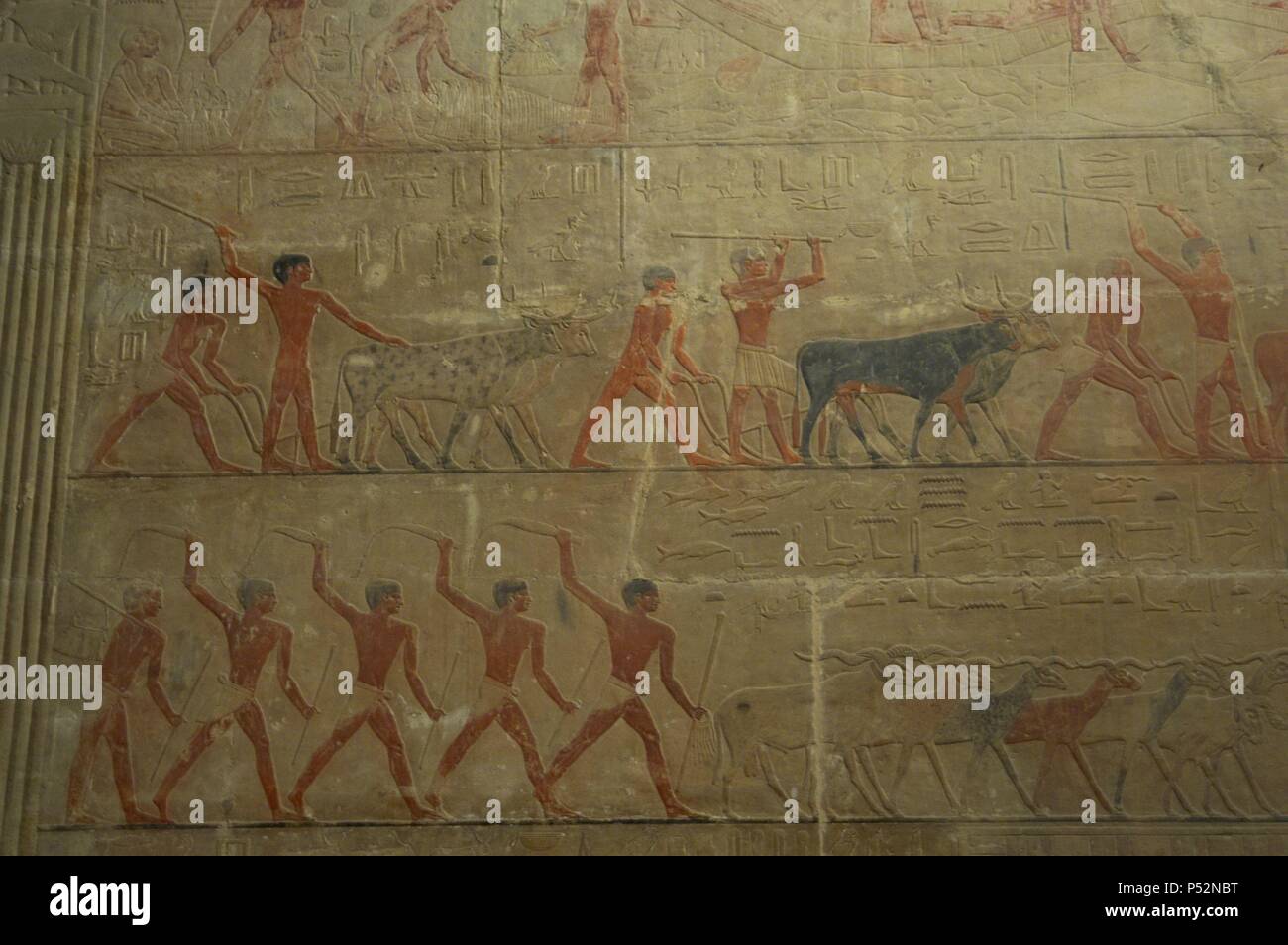 Egypt. Saqqara. Mastaba of Ti. 5th Dynasty. Relief depicting ranching ...