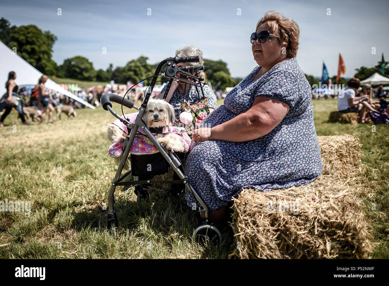Dogs and their owners take a rest at Dogfest at Ashton Court, Bristol ...