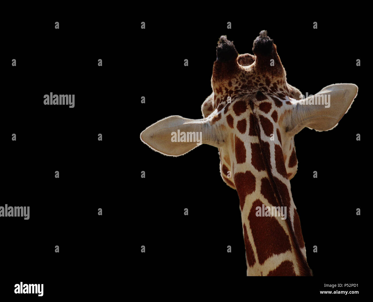 giraffe on black background Stock Photo - Alamy