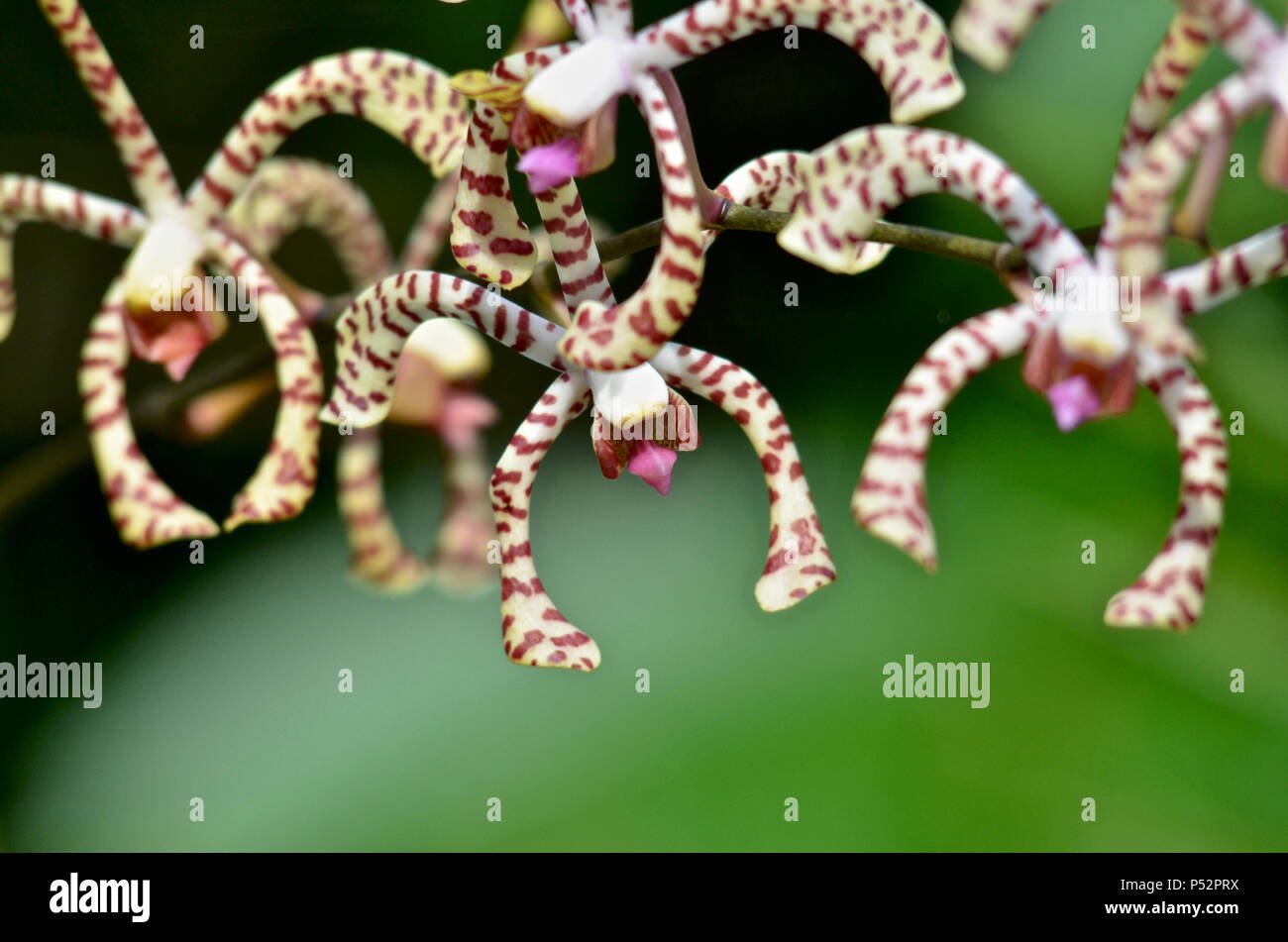 Tiger Orchid High Resolution Stock Photography and Images - Alamy