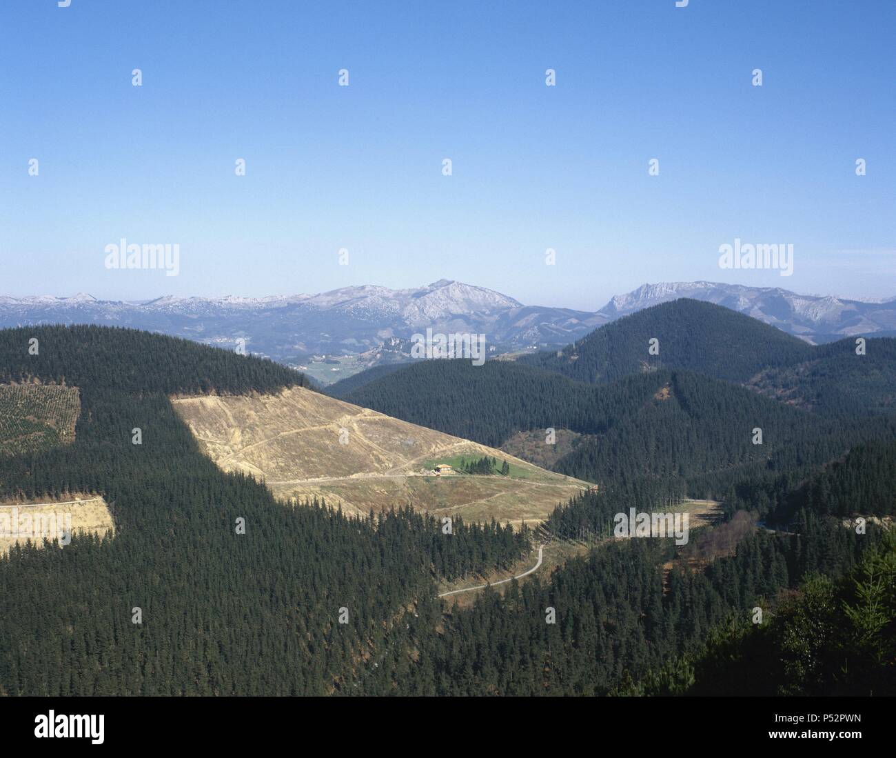 Spain. Basque country. Gorbea or Gorbeia massif. Deforestation. Felling ...