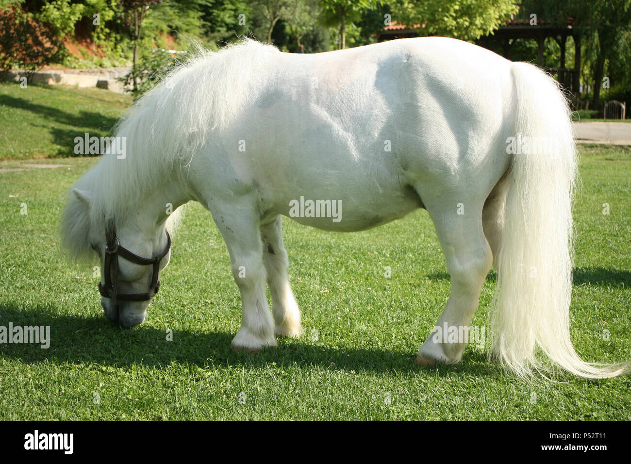 an image of white pony on green grass Stock Photo - Alamy