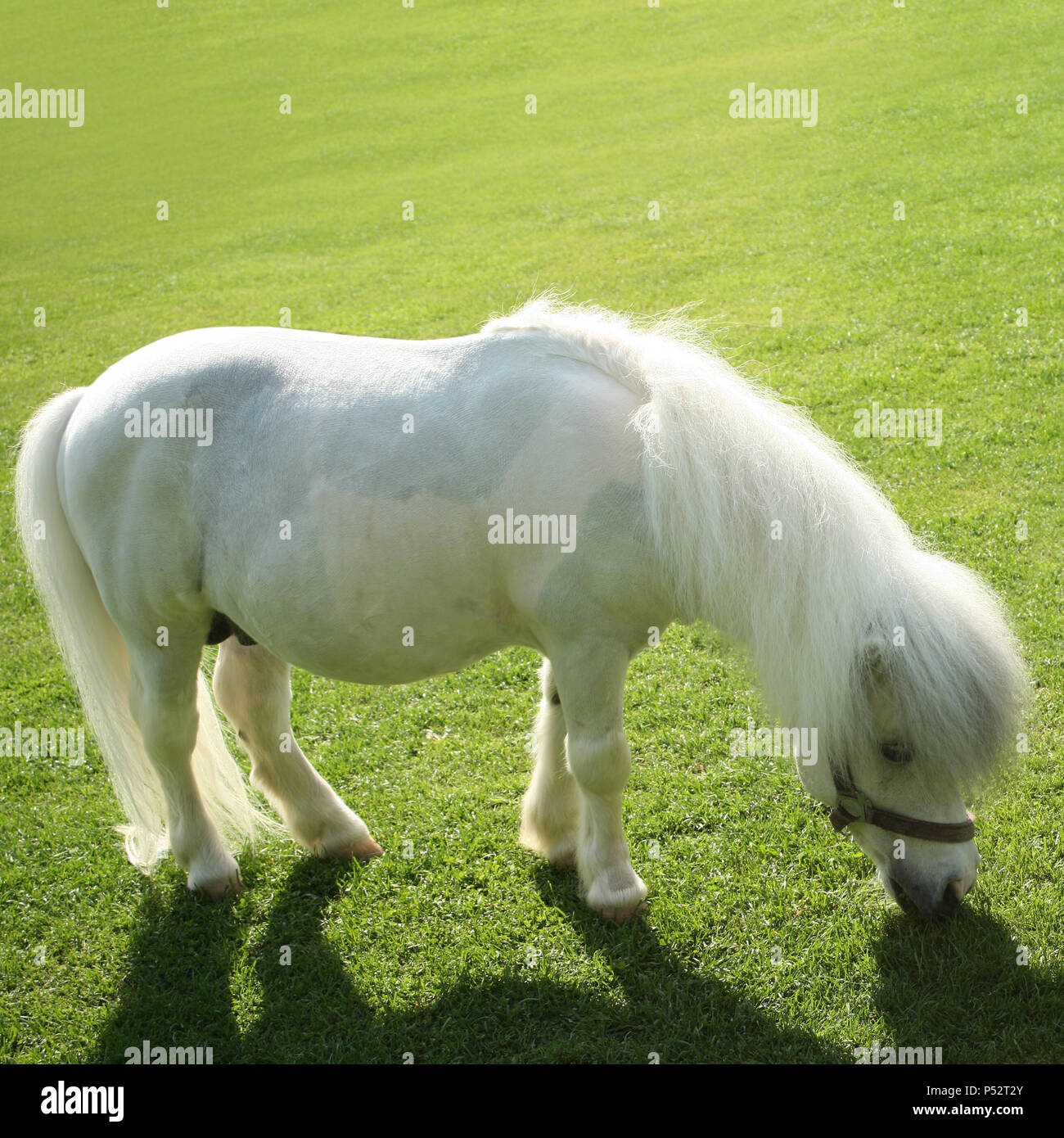 an image of white pony on green grass Stock Photo - Alamy