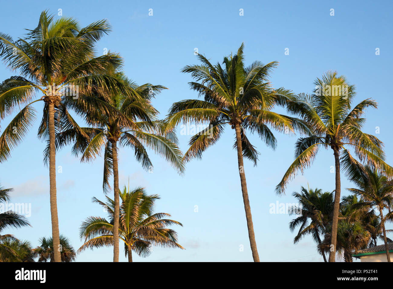 an image of palm trees Stock Photo - Alamy