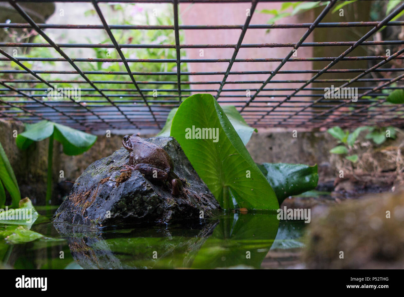 Cute baby frog in hi-res stock photography and images - Alamy