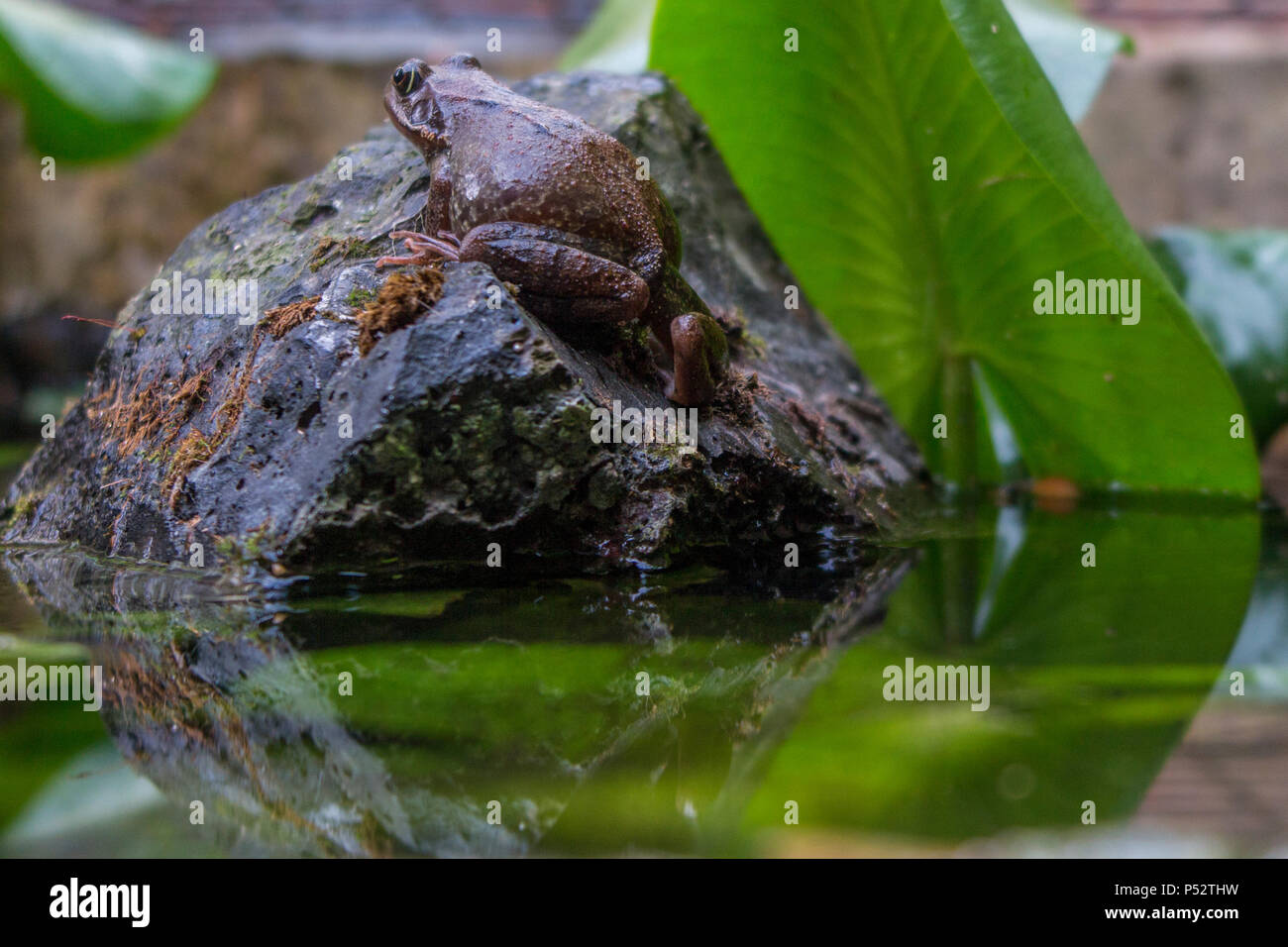 Baby frog rock hi-res stock photography and images - Alamy