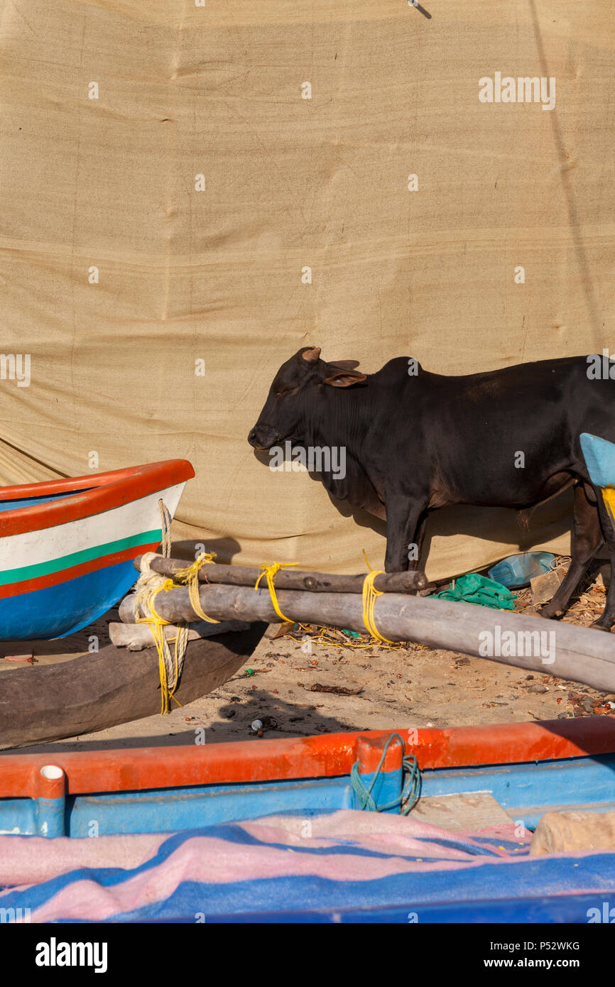 Cow boat hi-res stock photography and images - Alamy
