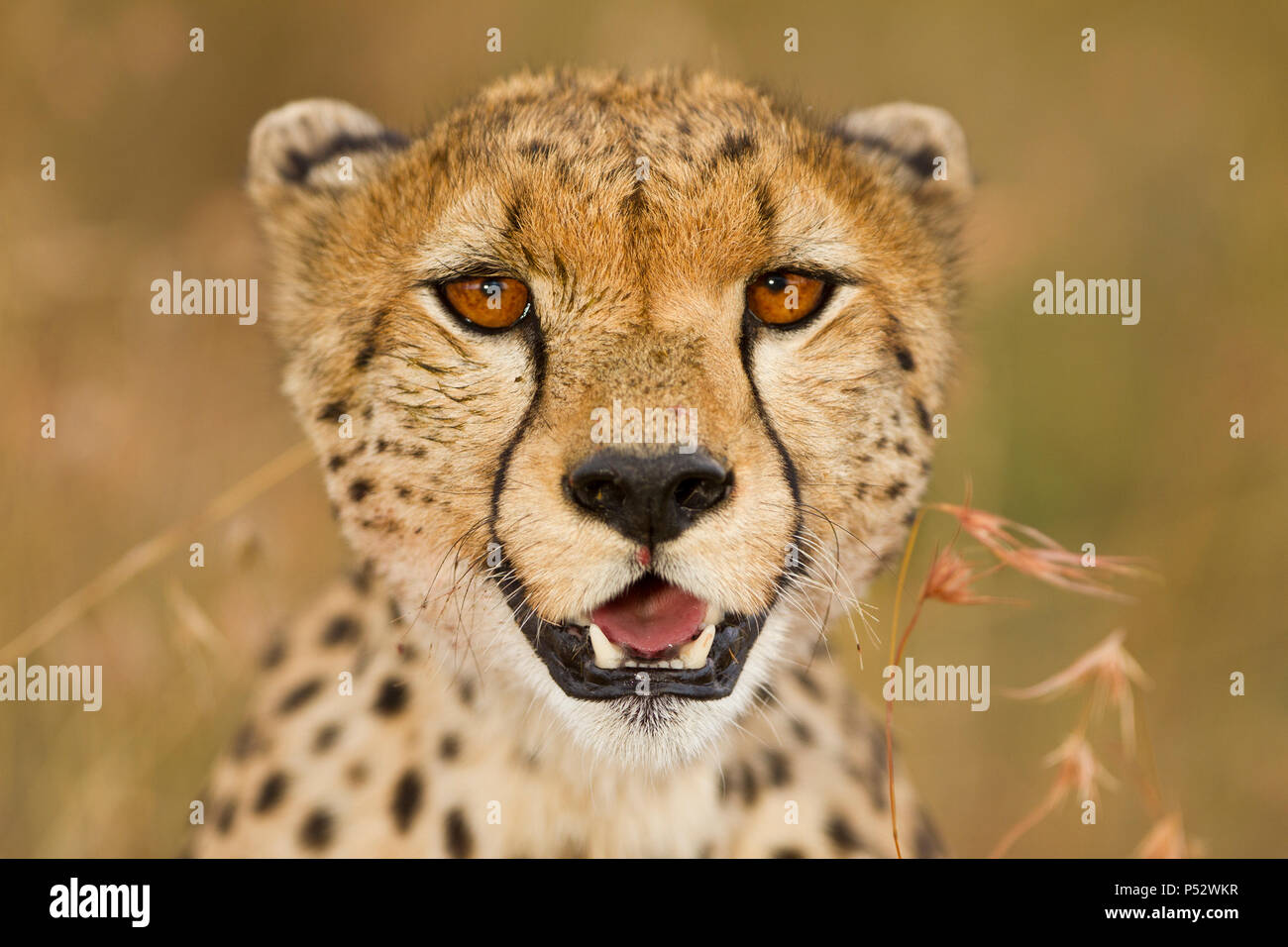 Cheetah headshot hi-res stock photography and images - Alamy