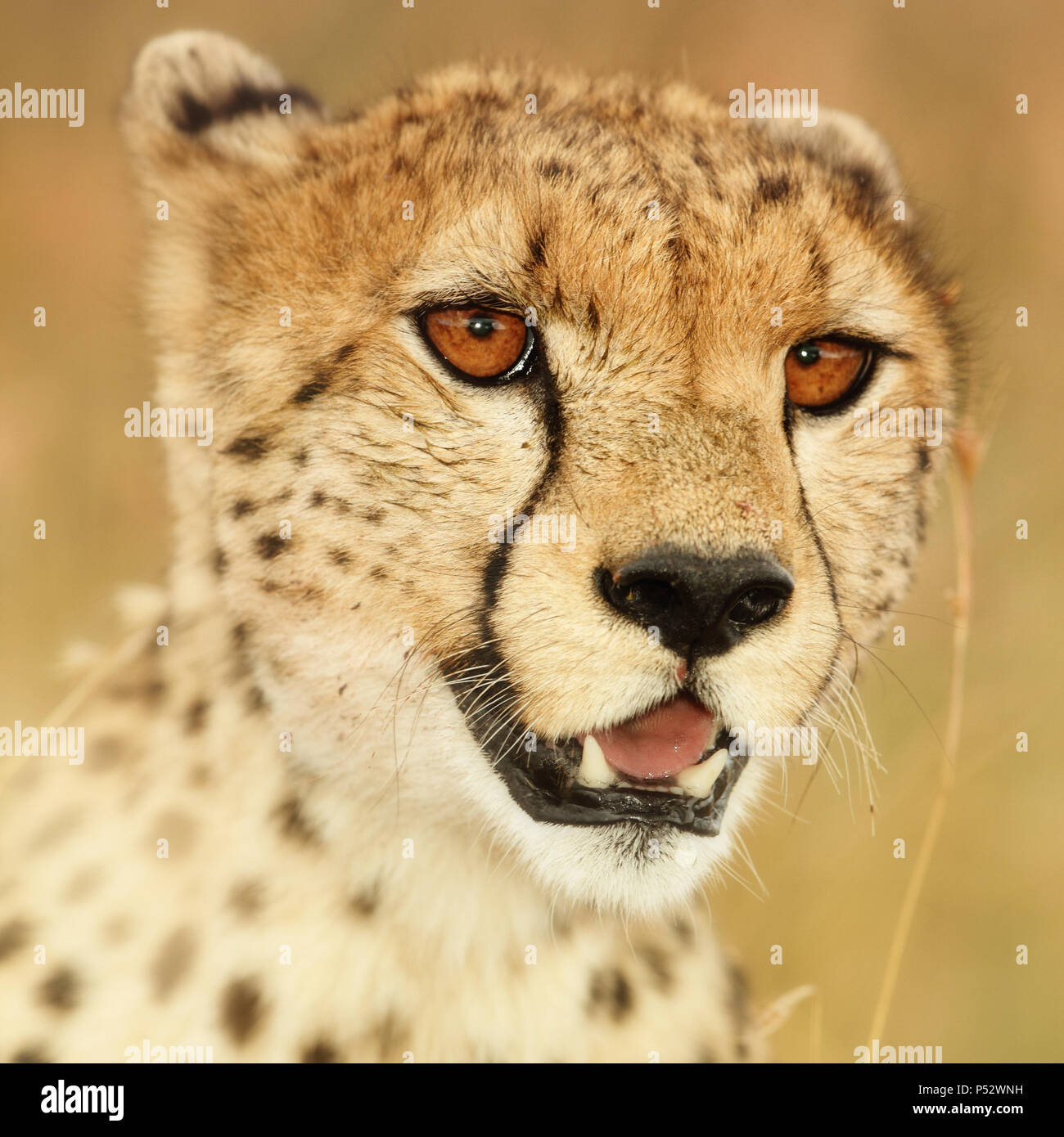 Cheetah Teeth High Resolution Stock Photography and Images - Alamy