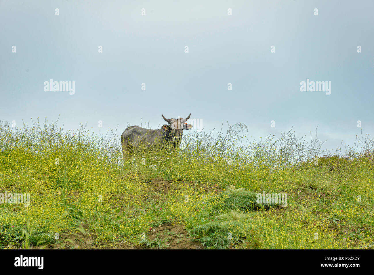 Cows browsing on the Aliano badlands pastures Stock Photo - Alamy