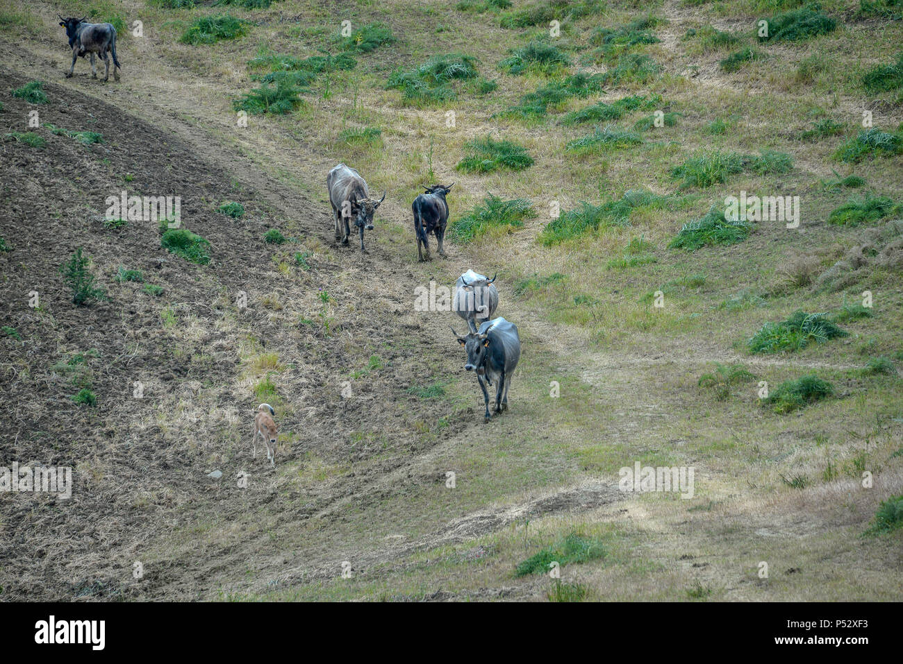Cows browsing on the Aliano badlands pastures Stock Photo - Alamy
