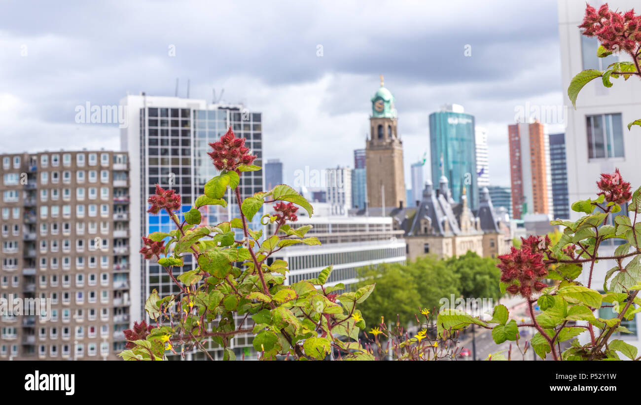 Roofgarden hi-res stock photography and images - Alamy