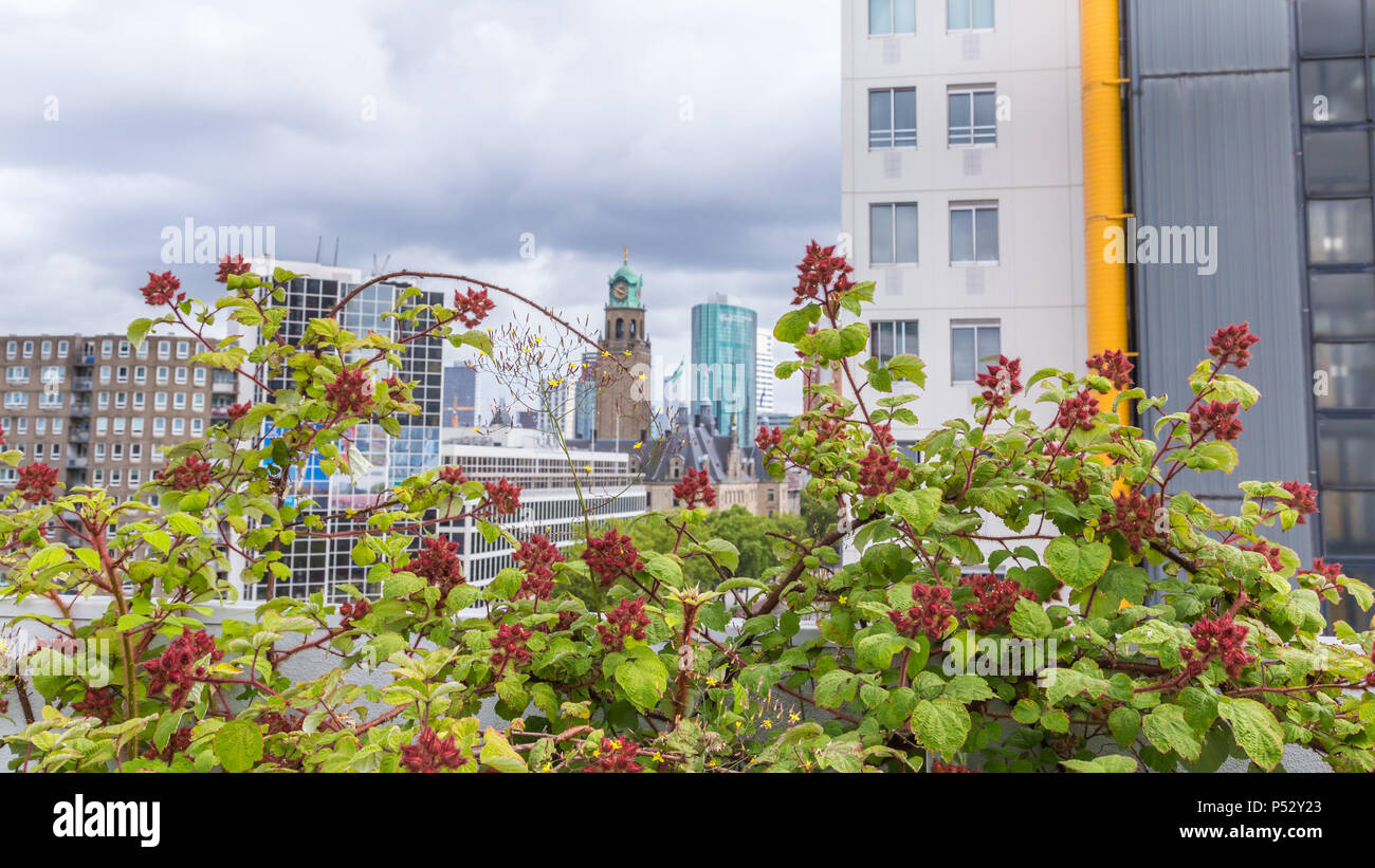 Rotterdam green roof hi-res stock photography and images - Alamy
