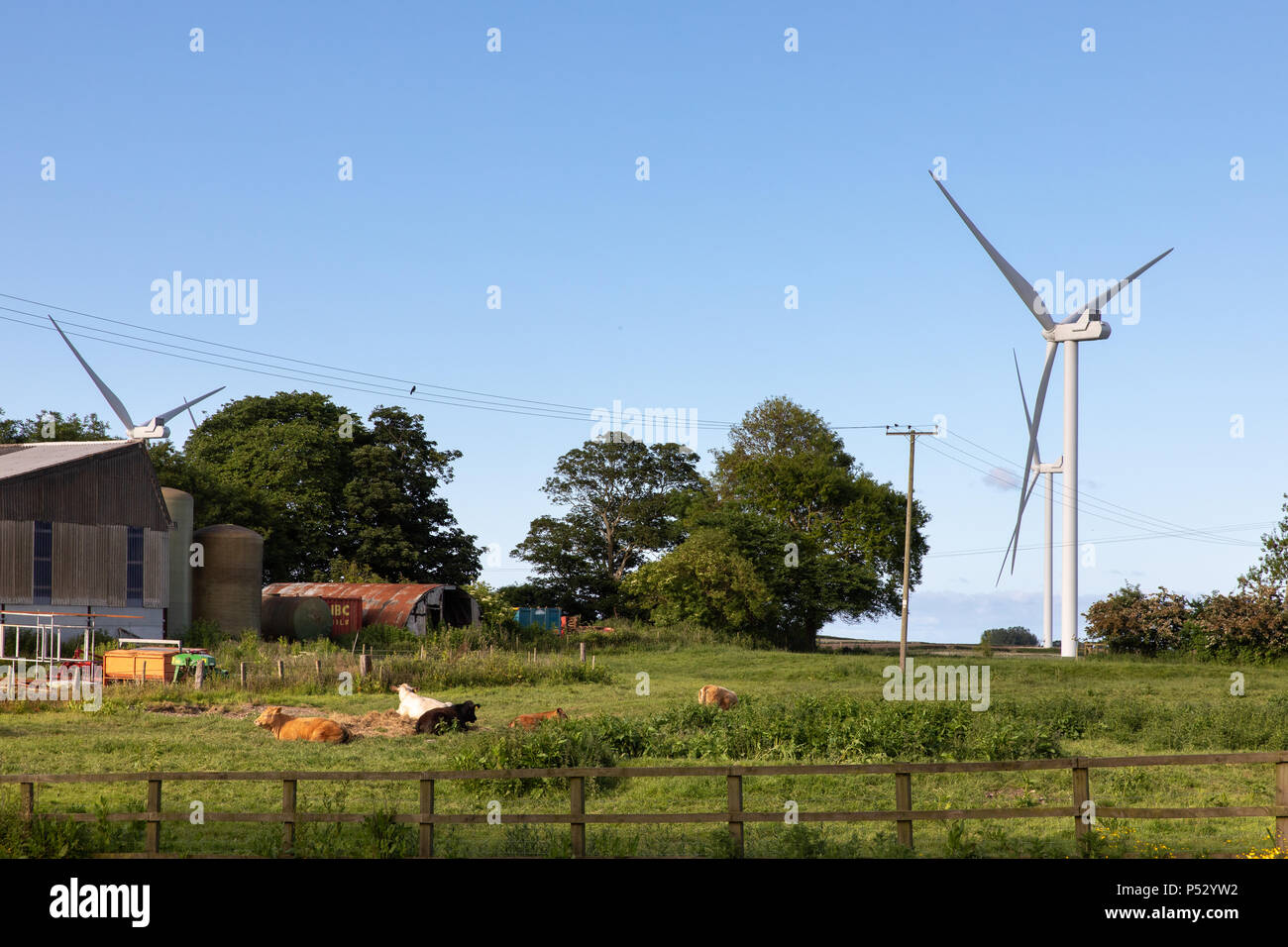 Cattle windfarm hi-res stock photography and images - Alamy