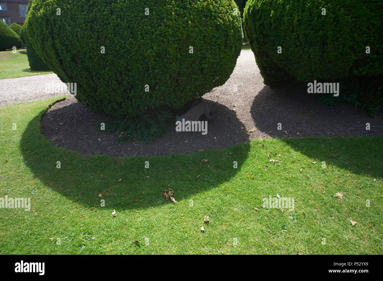 Wire sculpture of a fox (vulpes vulgaris ) hiding at the base of a ...