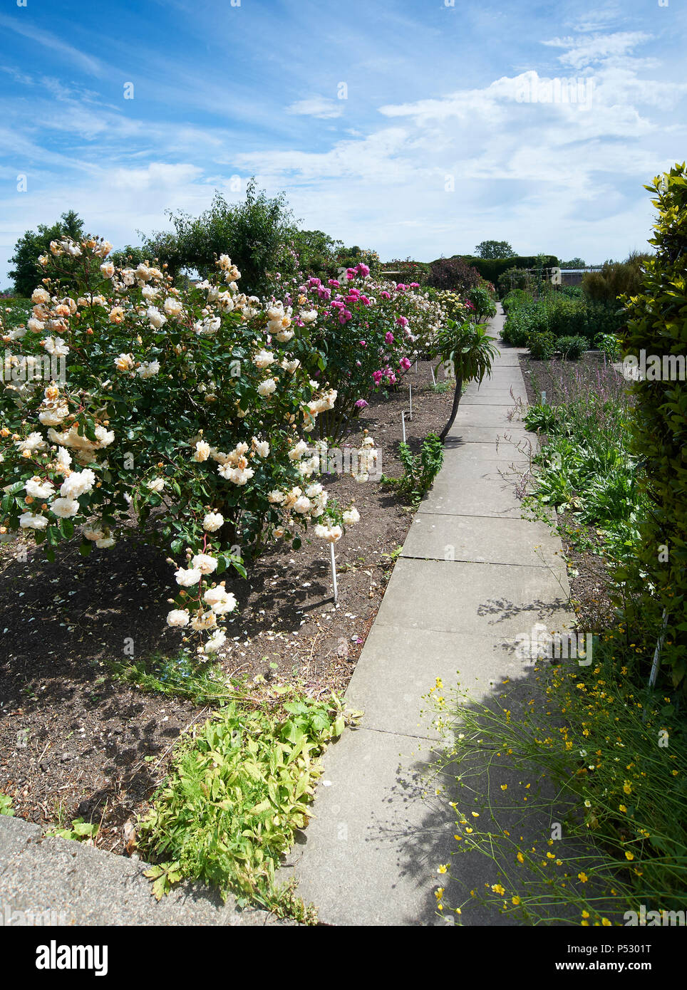 A stunning display of Old Fashioned Rose bushes flowering in East ...