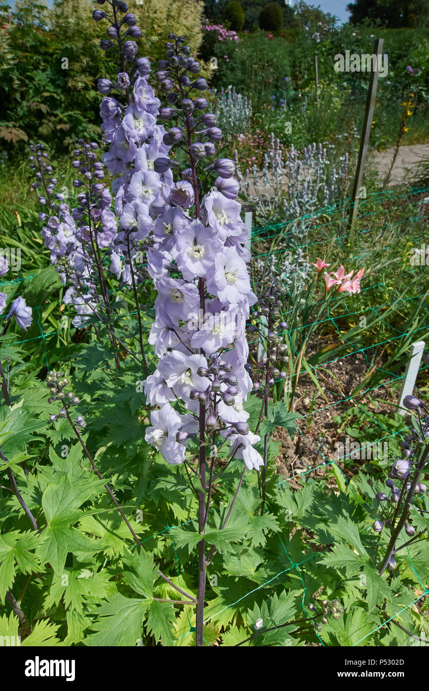 Delphinium Magic Fountains in early June Stock Photo - Alamy