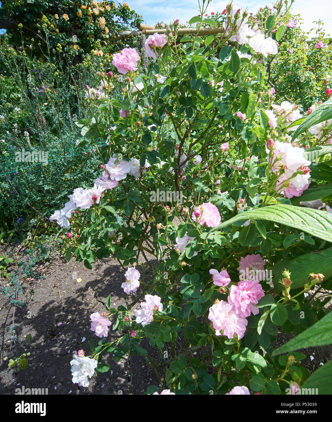 Rose bush in formal gardens Stock Photo - Alamy
