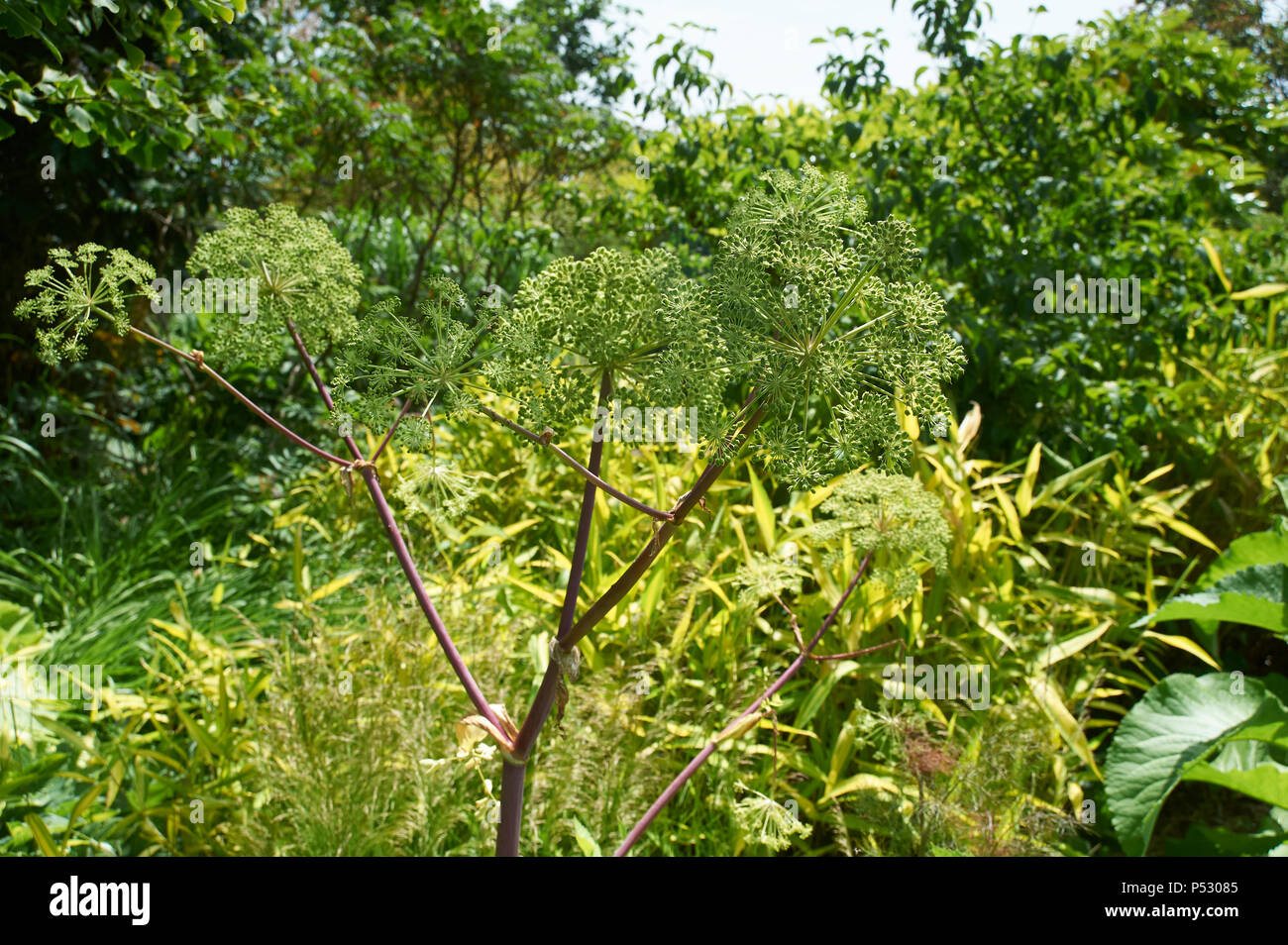 Angelica archangelica, Growing in the borde of a formal garden ...