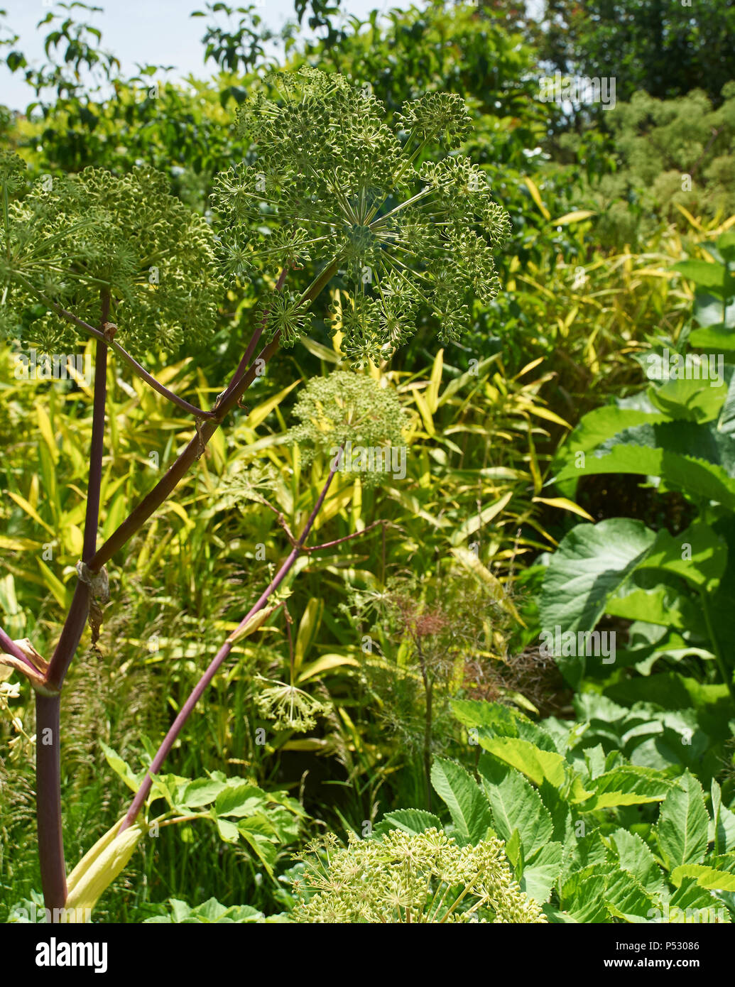 Woodland angelica hi-res stock photography and images - Alamy