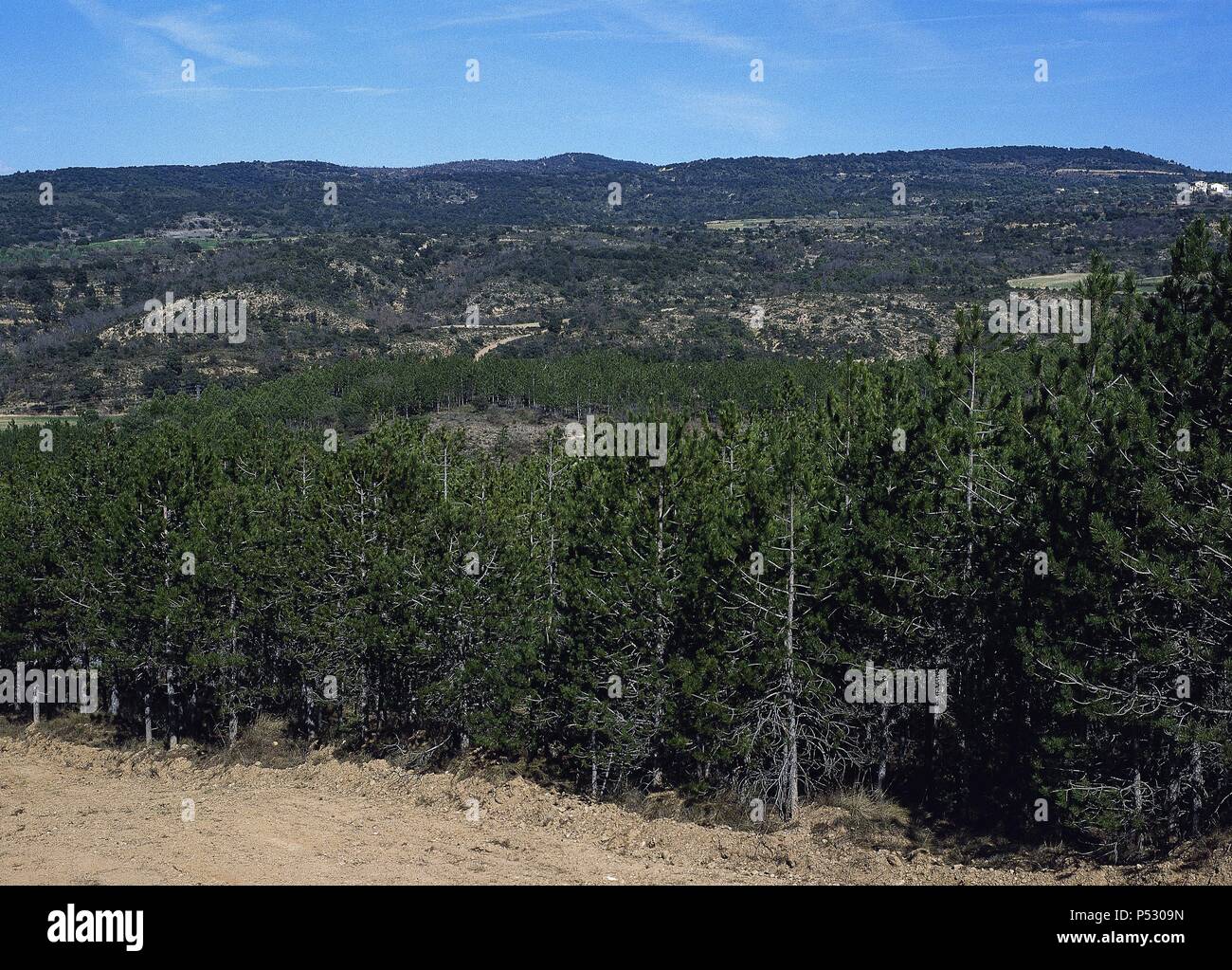 Reforest europe hi-res stock photography and images - Alamy