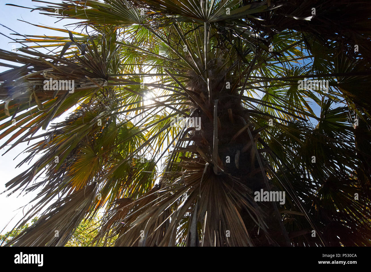European fan palm, (Chamaerops humilis Stock Photo - Alamy