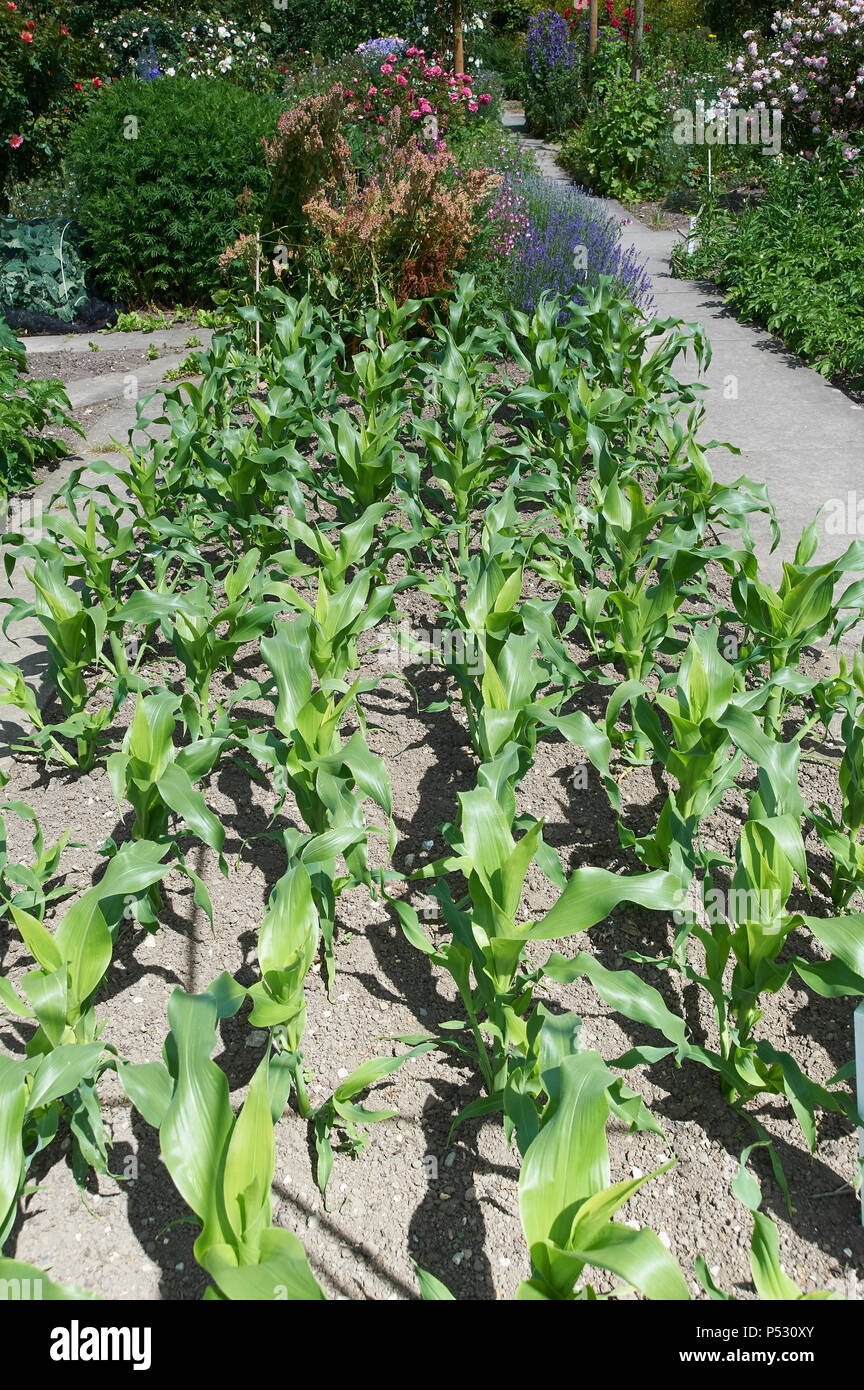 Maize growing in a vegetable plot Stock Photo - Alamy