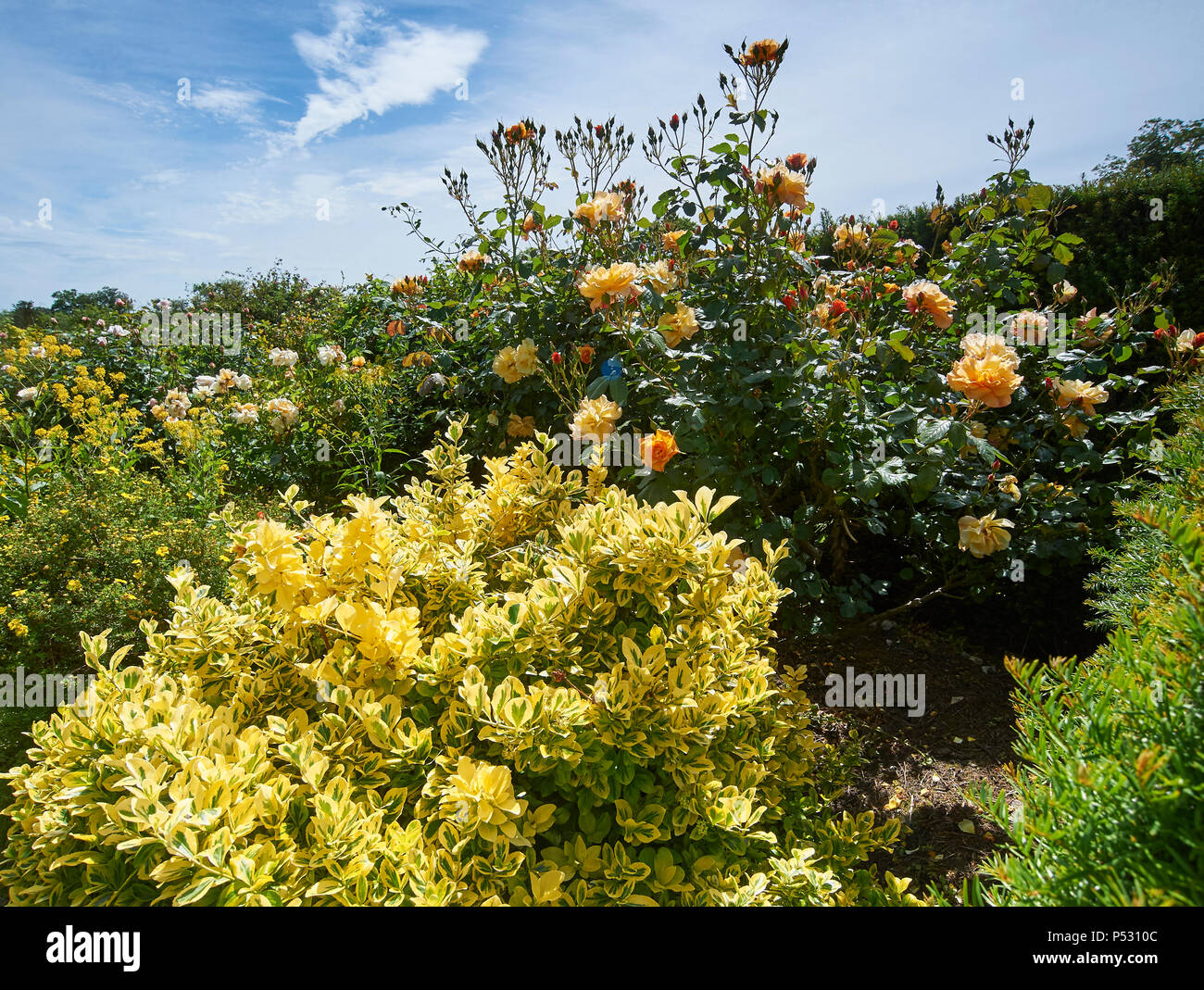 Rose bush in formal gardens Stock Photo - Alamy
