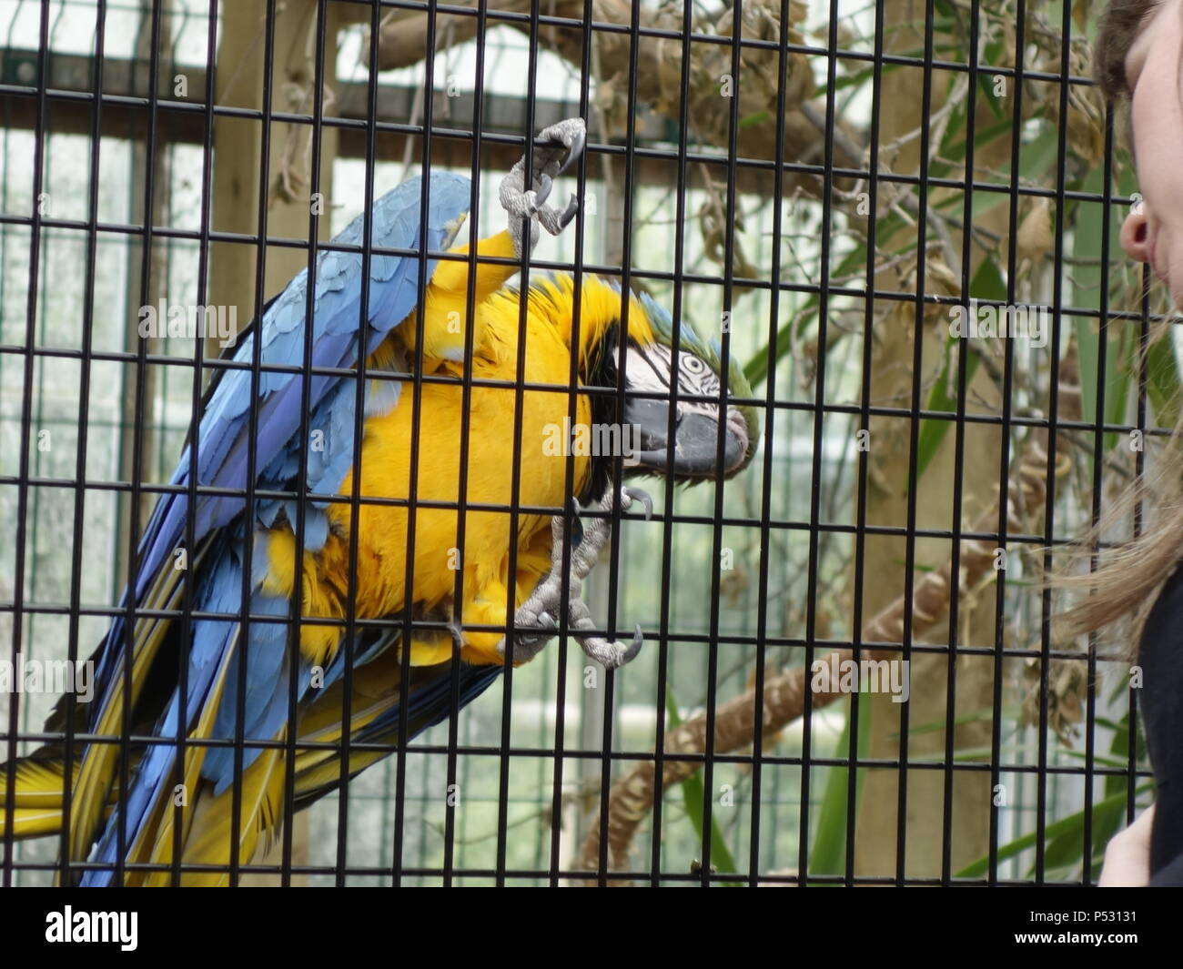 Parrot Macaw Children High Resolution Stock Photography and Images - Alamy