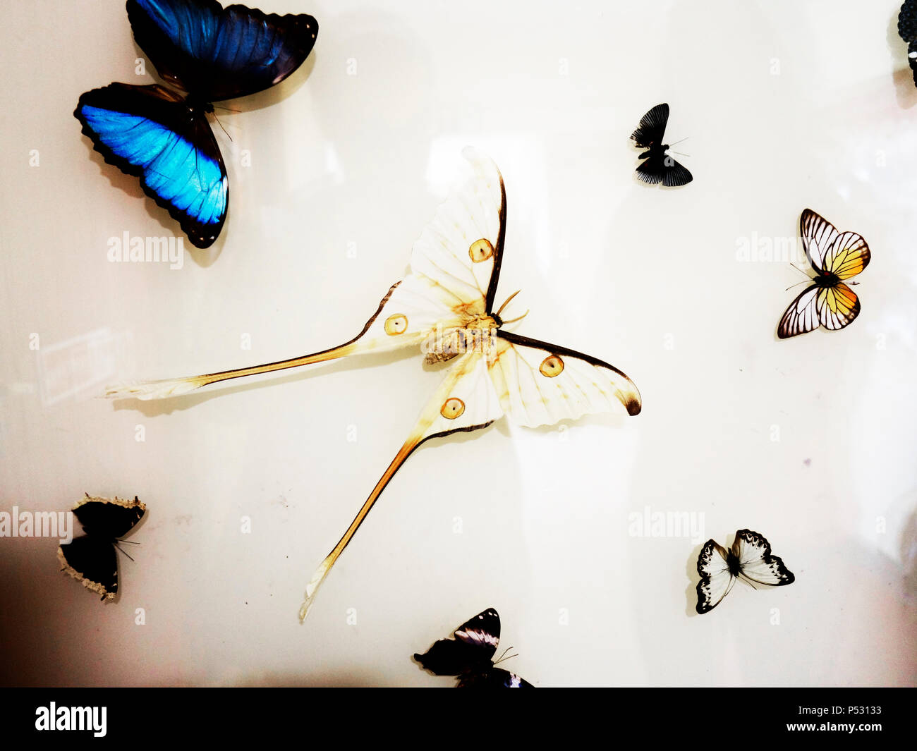 School of magic animals hi-res stock photography and images - Alamy
